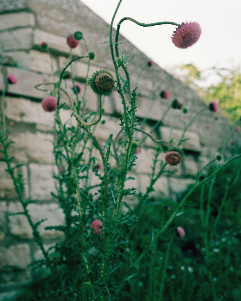 christeeeene — cherry custard (07.30.21) - dublab