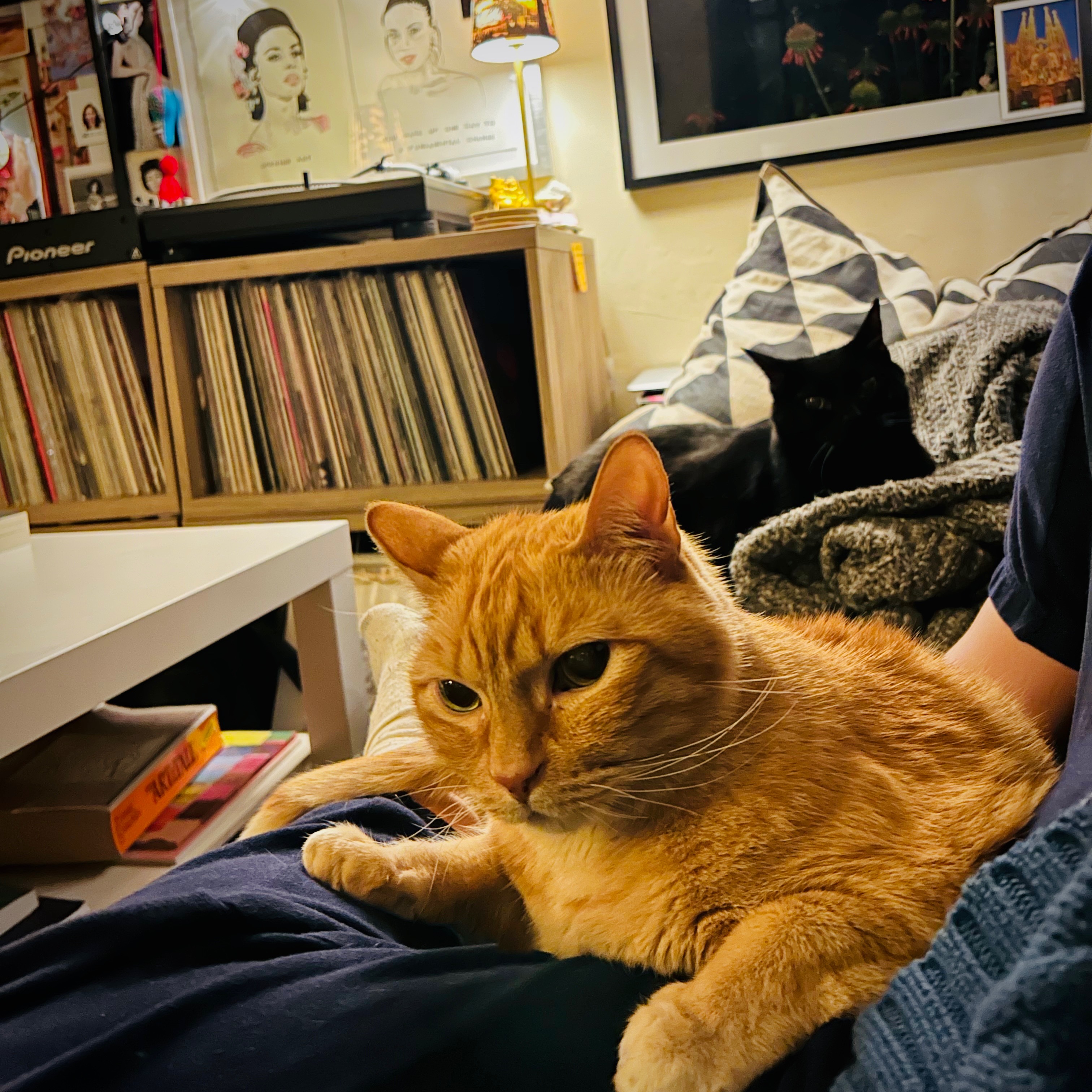 Indoor Cats - dublab