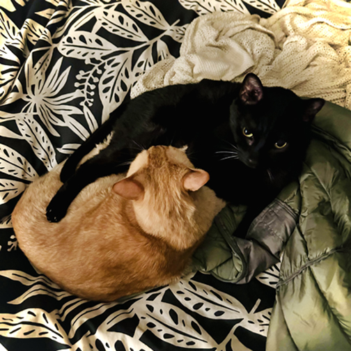 Laura Shumate — Indoor Cats (03.08.23) - dublab