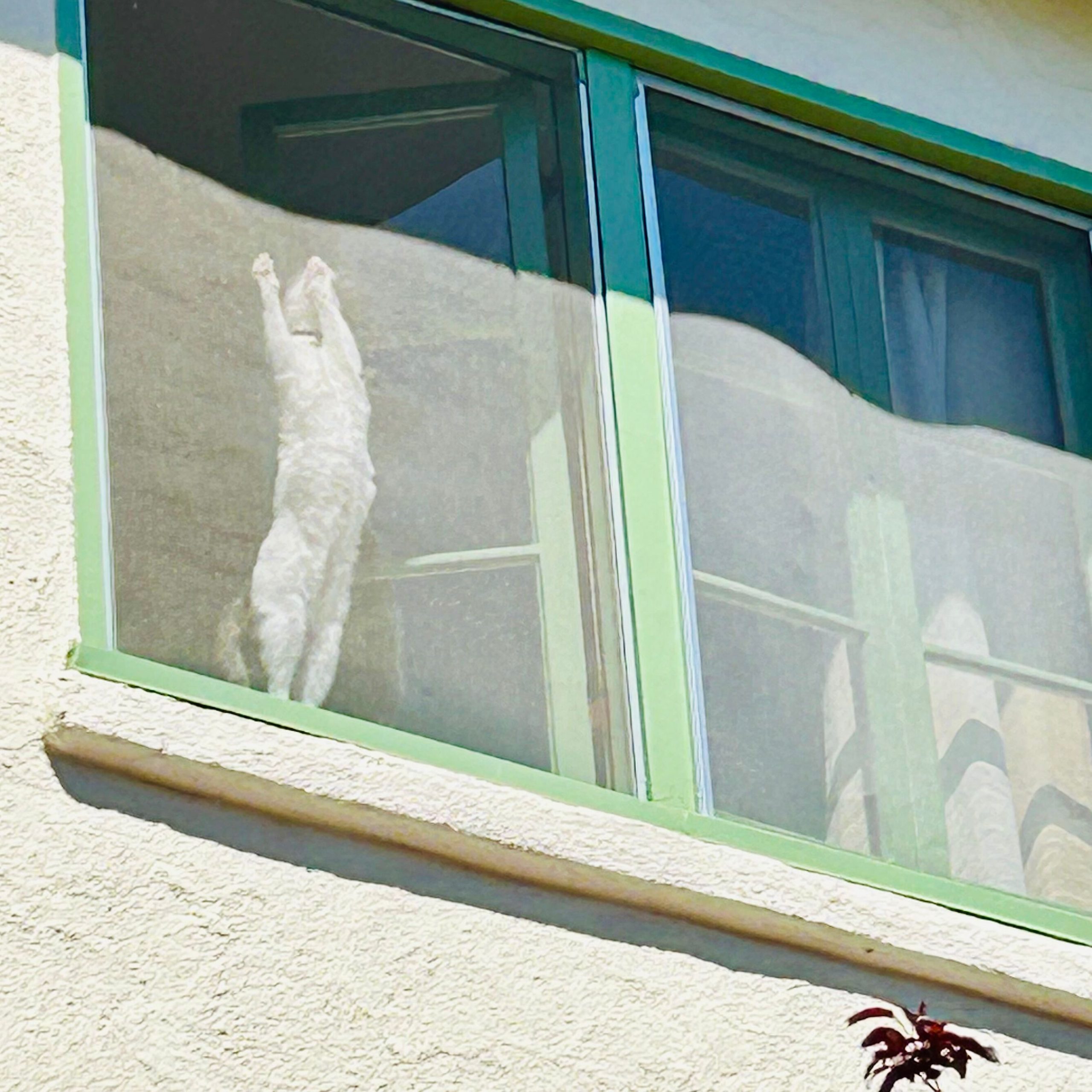 Laura Shumate — Indoor Cats (04.12.23) - dublab