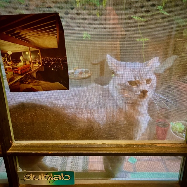 Indoor Cats - dublab
