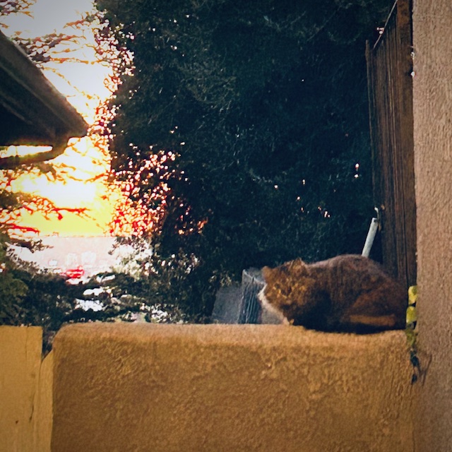 Laura Shumate — Indoor Cats (01.10.24) - dublab