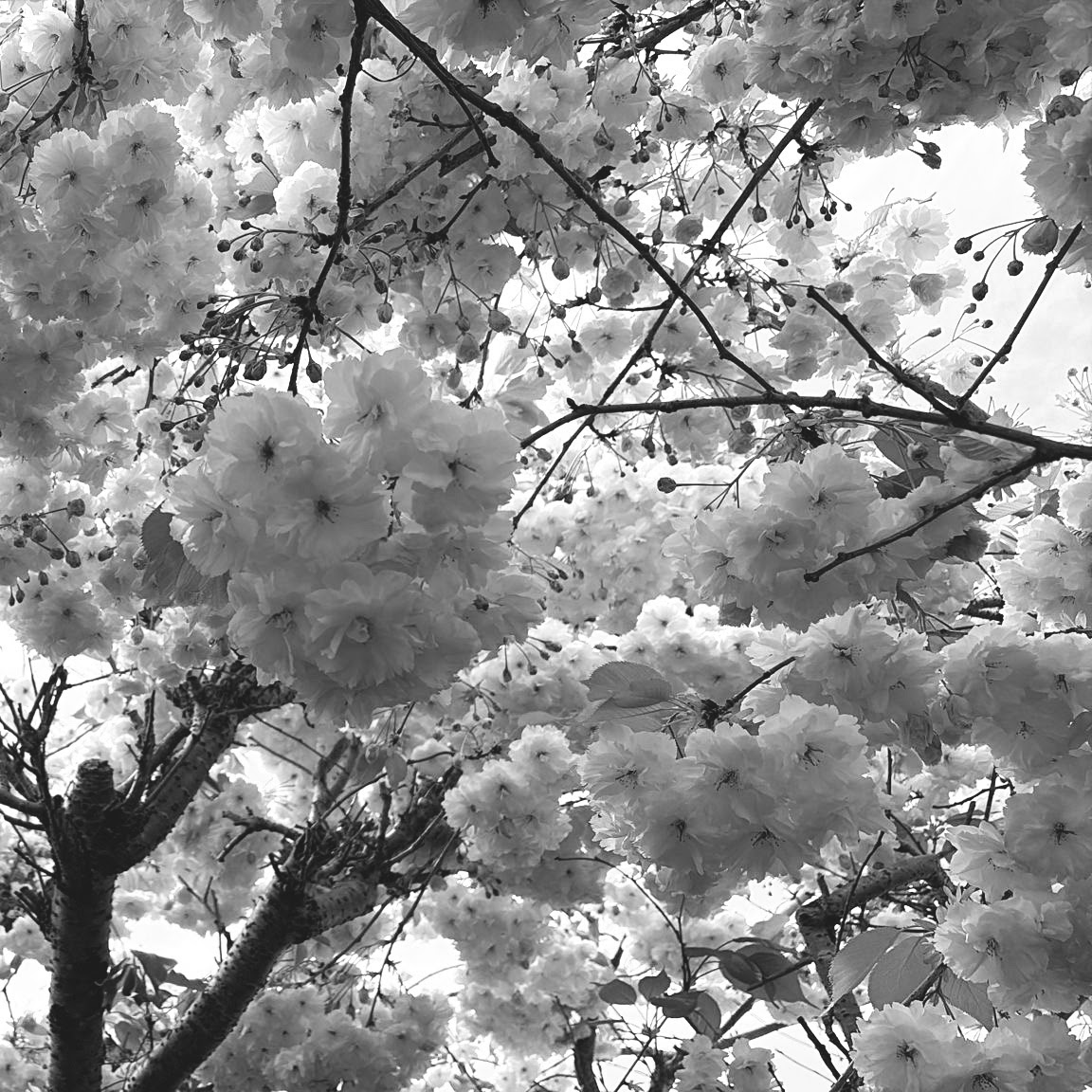 Mike Harding and Bana Haffar — Long Wave: Paradisia Infernica (06.10.25 ...